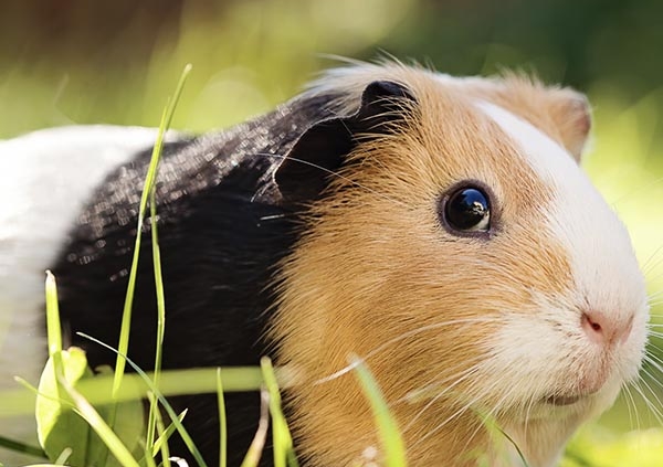 All About Guinea Pigs – Charleston Animal Society
