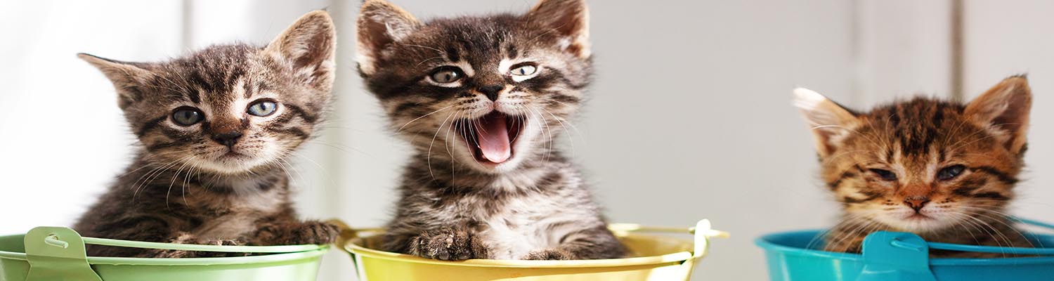 Adopt Around Town – Charleston Animal Society