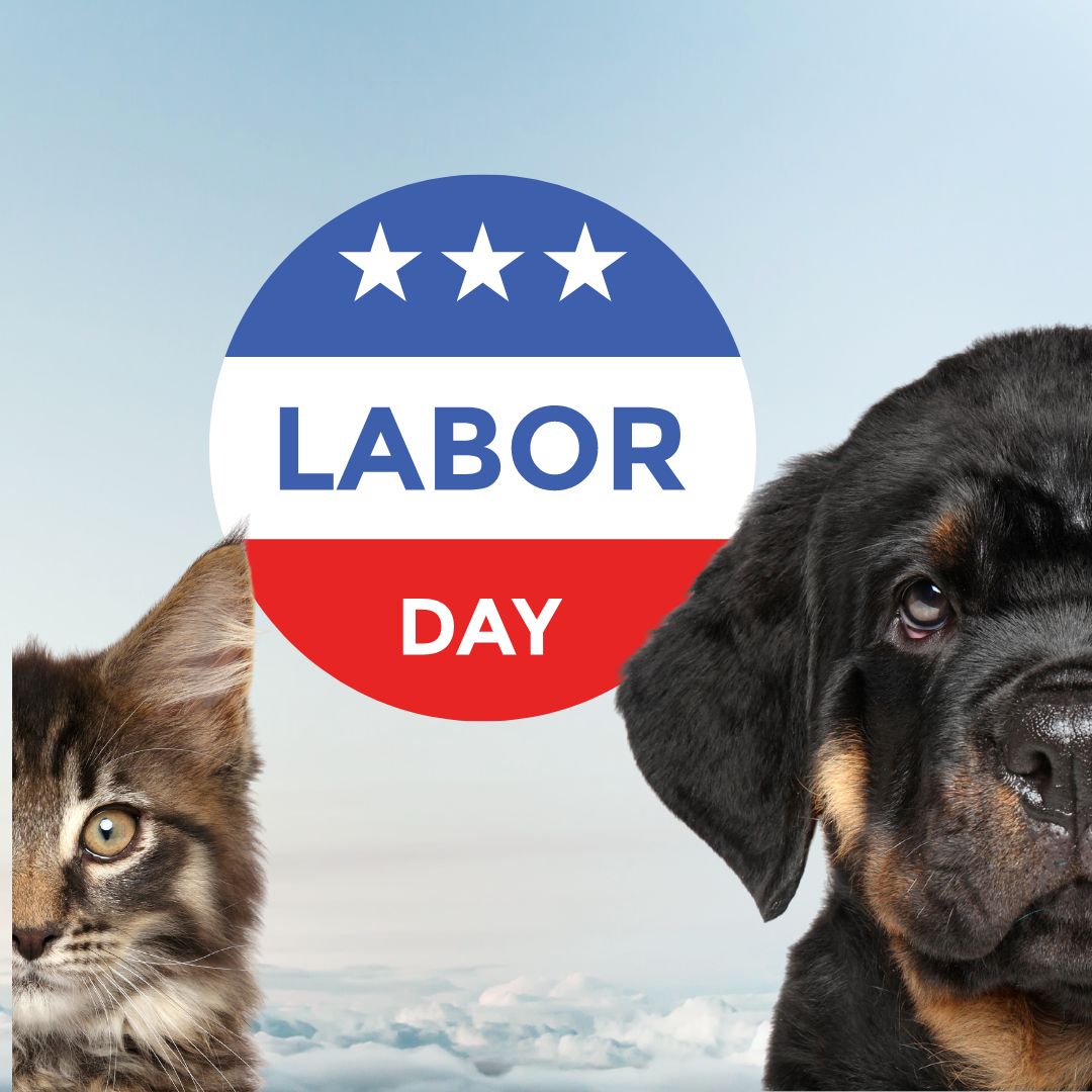 149th Celebration of Lifesaving Success – Charleston Animal Society