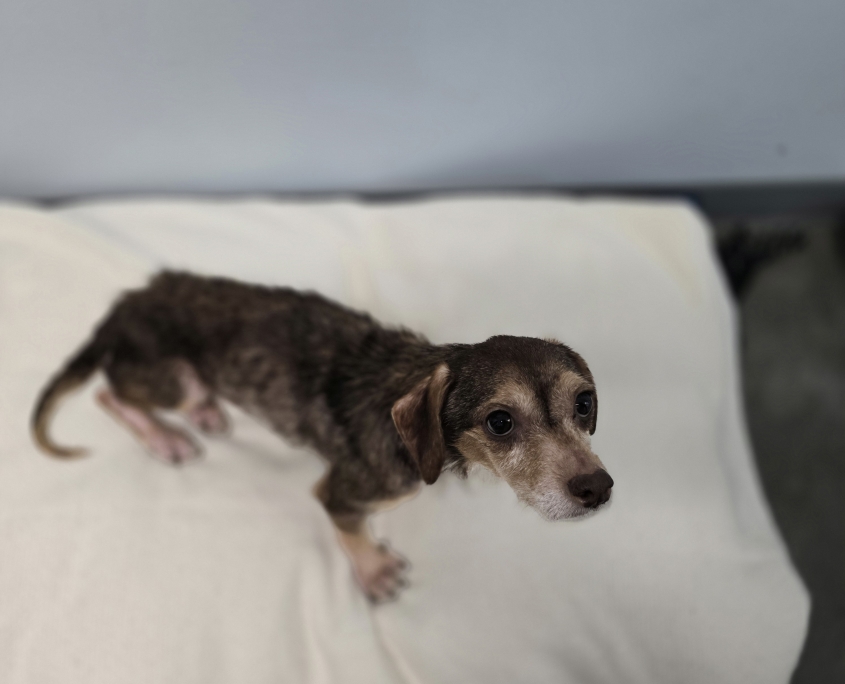 Charleston Animal Society – South Carolina's #1 Charity