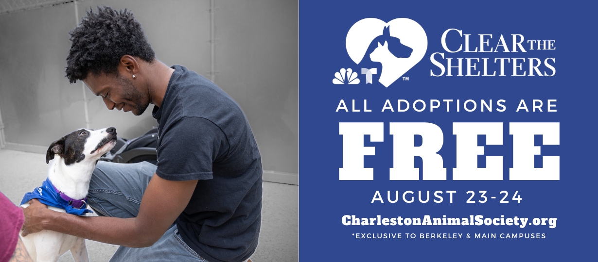 Adopt – Charleston Animal Society