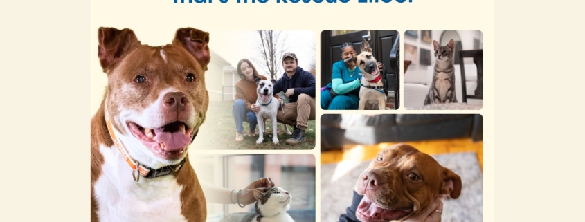ASPCA Rescue Effect August 8-10th – Charleston Animal Society