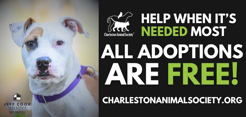 MORE THAN 1,300 ANIMALS OVERWHELM BERKELEY AND CHARLESTON SHELTERING ...