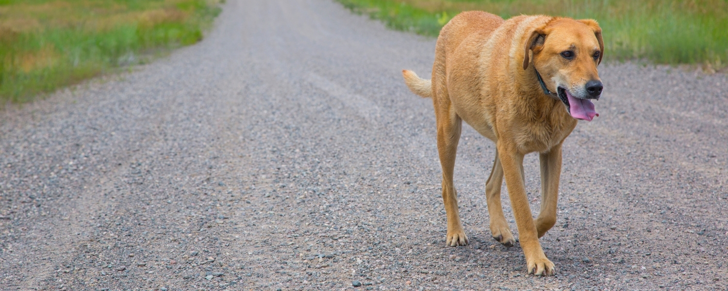 WHERE TO TAKE FOUND STRAY ANIMALS – Charleston Animal Society